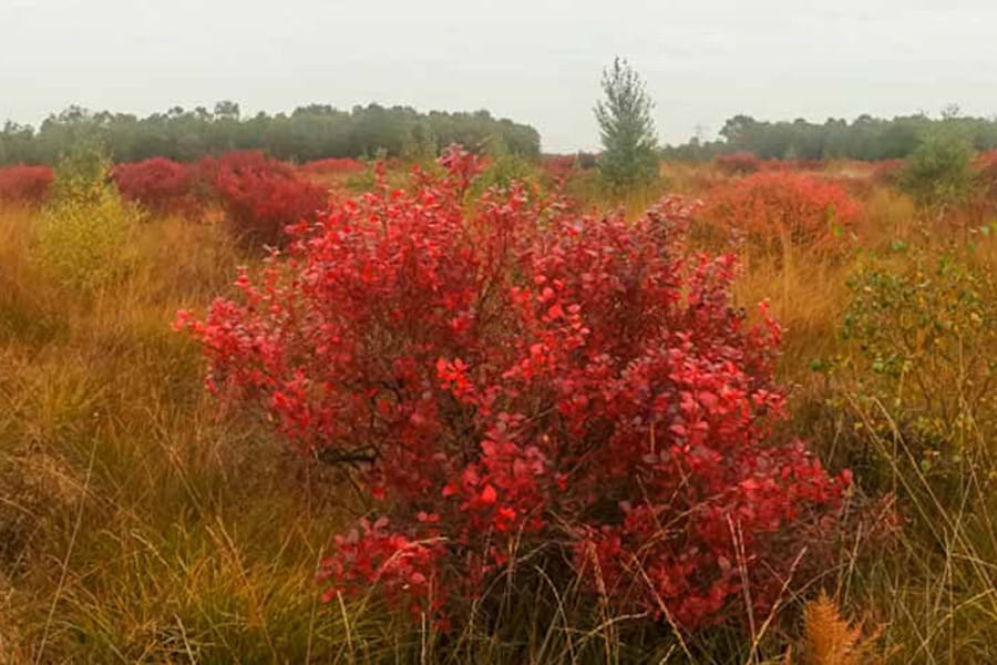 Exoten richten vaak schade aan