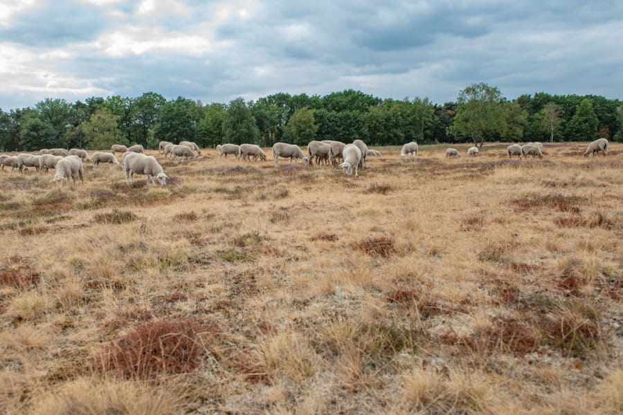 Leenderbos en Groote Heide