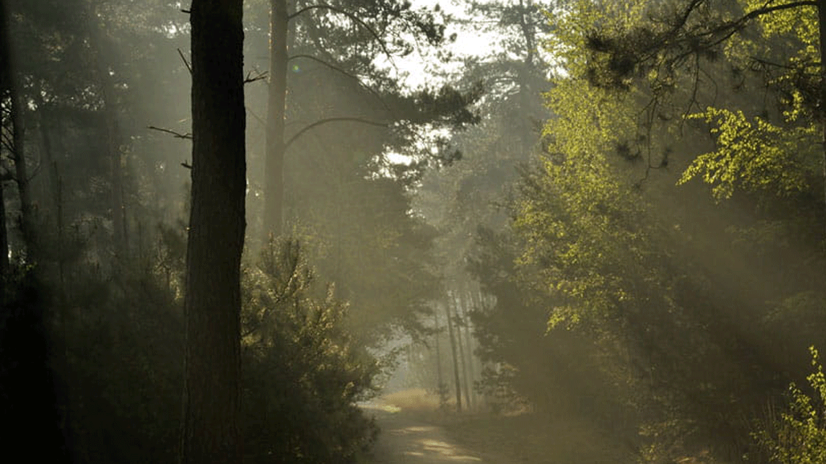 Boswachterspad Klooster- en heidewandeling - Leenderbos en Groote Heide