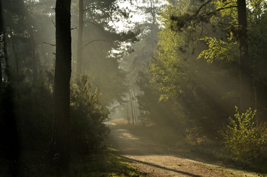 Leenderbos en Groote Heide