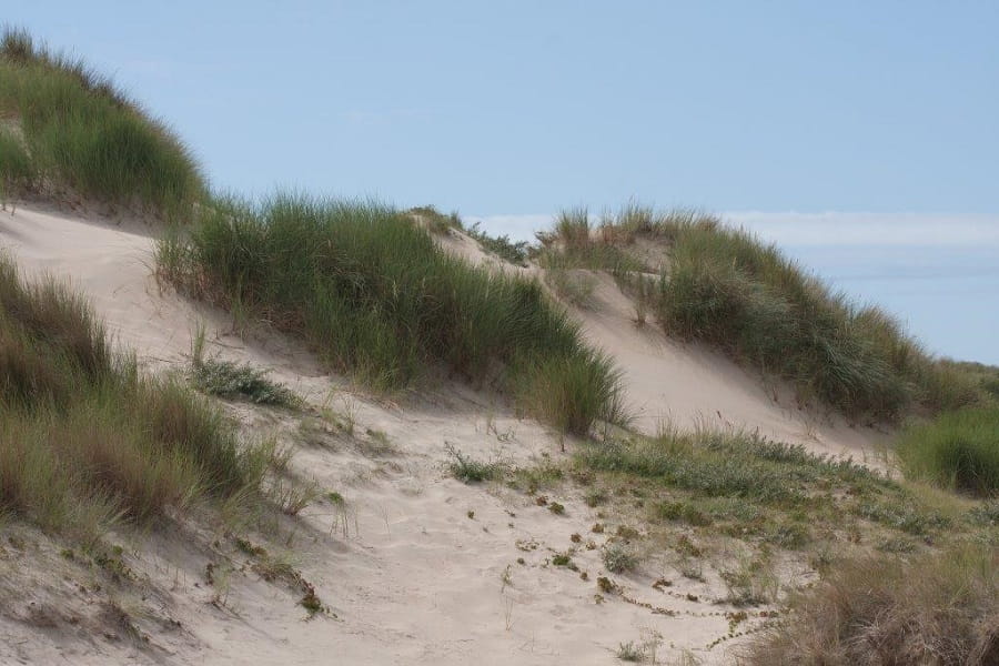 Schoorlse Duinen