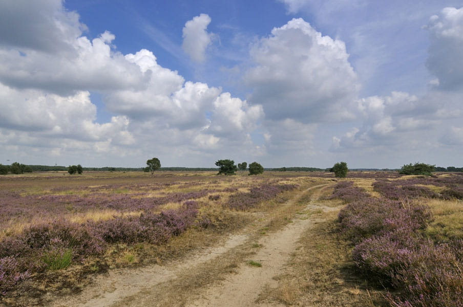 Leenderbos en Groote Heide
